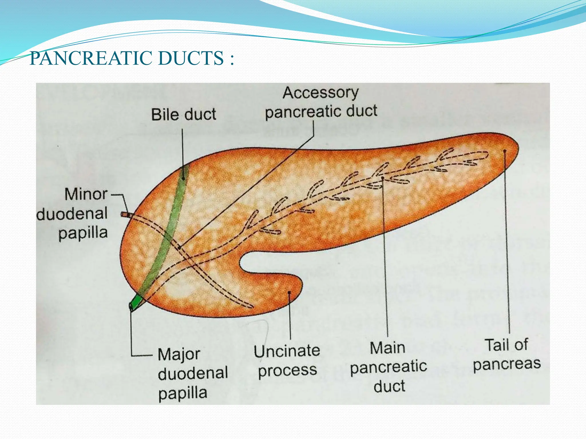 ANATOMY& PHYSIOLOGY OF PANCREAS.pptx by Dr Meena | PPTX | Endocrine and ...