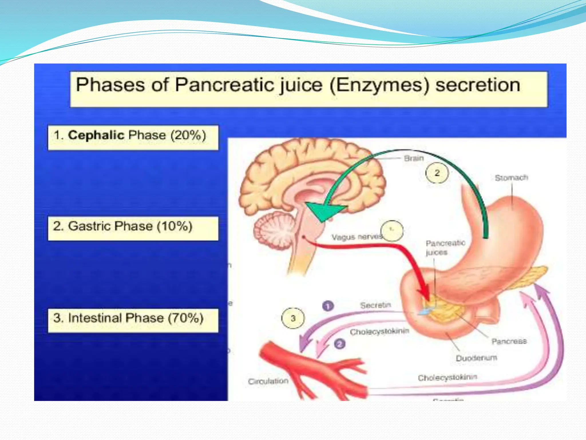 ANATOMY& PHYSIOLOGY OF PANCREAS.pptx by Dr Meena | PPTX | Endocrine and ...