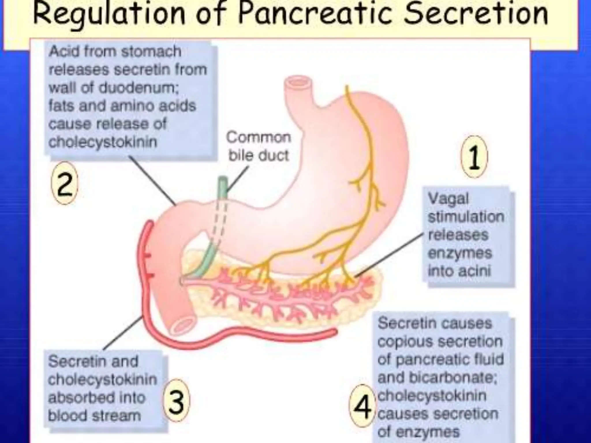 ANATOMY& PHYSIOLOGY OF PANCREAS.pptx by Dr Meena | PPTX | Endocrine and ...
