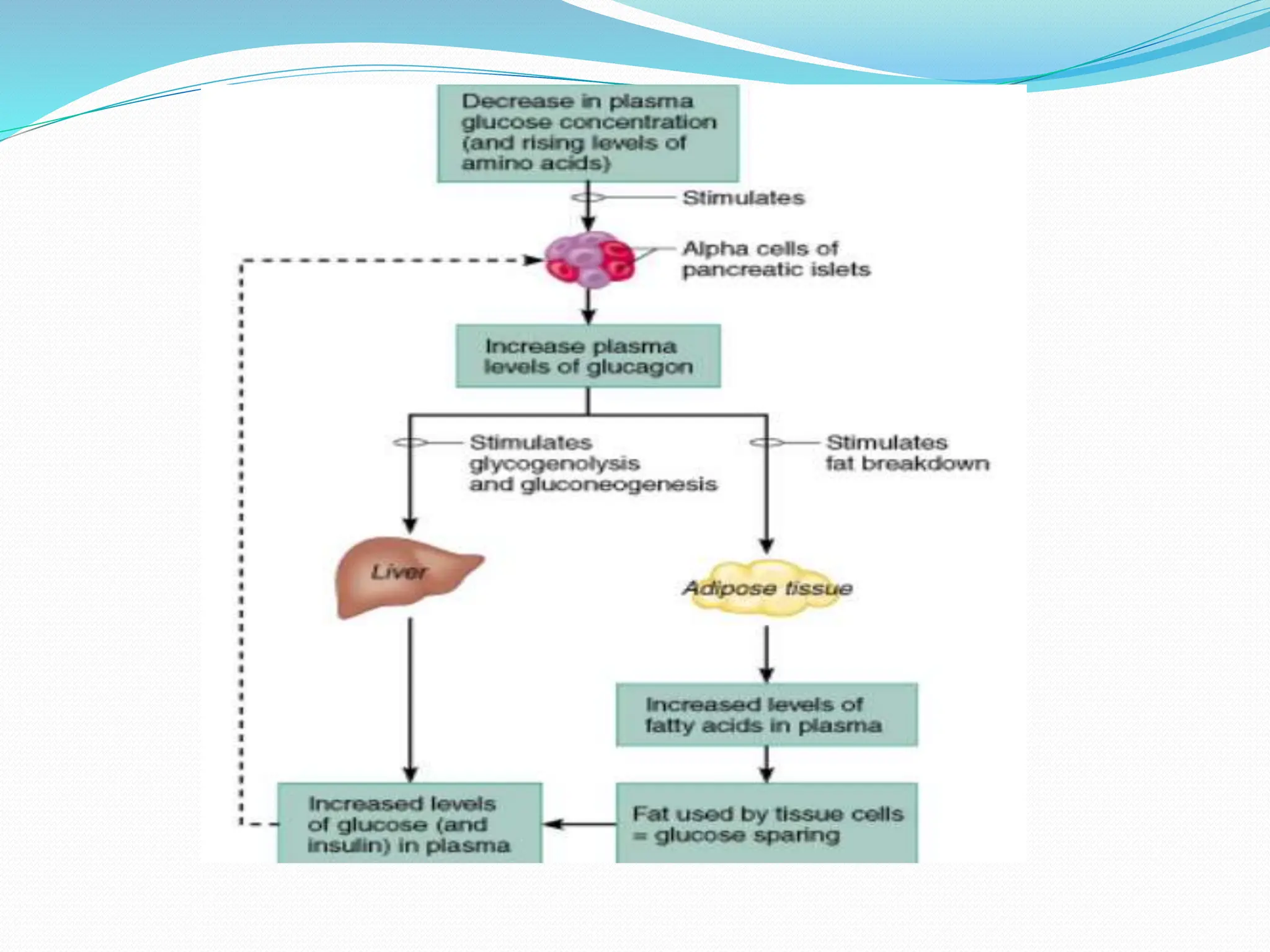 ANATOMY& PHYSIOLOGY OF PANCREAS.pptx by Dr Meena | PPTX | Endocrine and Metabolic Diseases ...