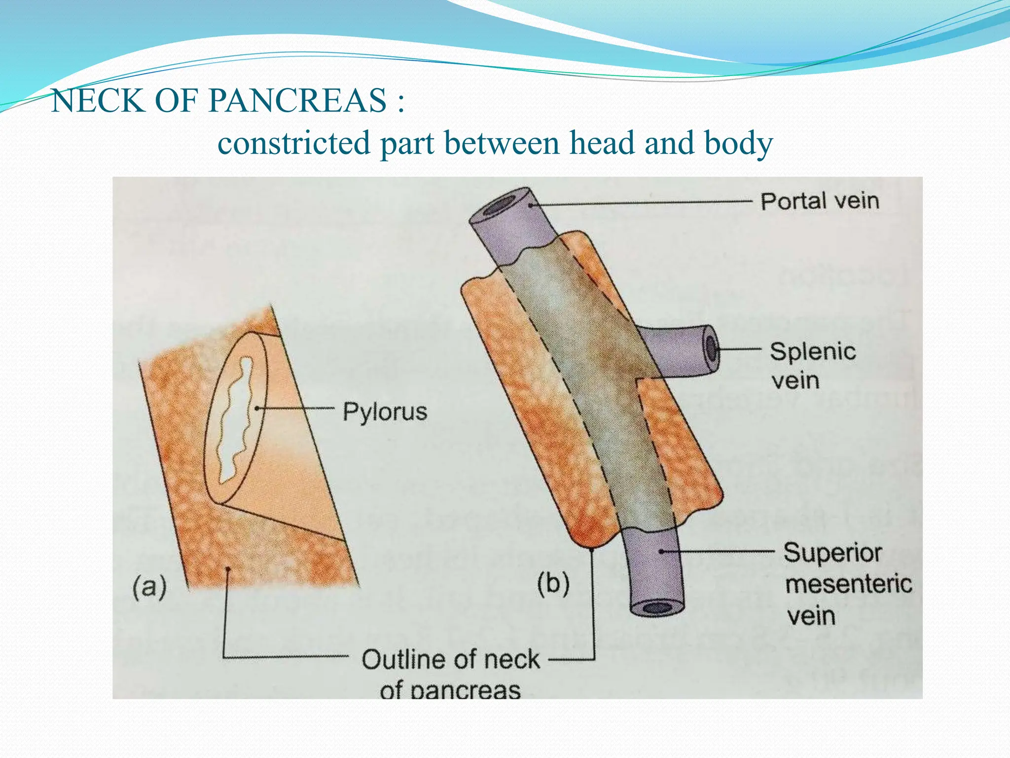 ANATOMY& PHYSIOLOGY OF PANCREAS.pptx by Dr Meena | PPTX | Endocrine and ...