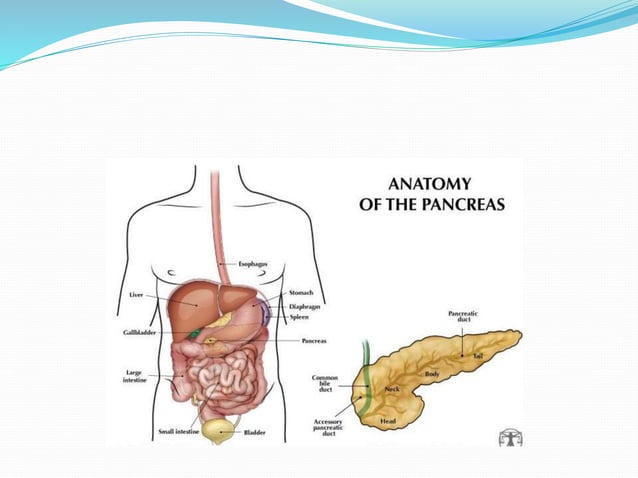 ANATOMY& PHYSIOLOGY OF PANCREAS.pptx by Dr Meena | PPTX | Endocrine and ...