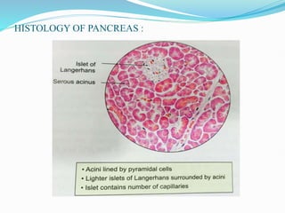 ANATOMY& PHYSIOLOGY OF PANCREAS.pptx by Dr Meena | PPTX | Endocrine and ...