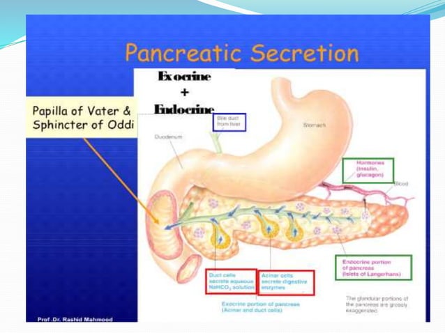 ANATOMY& PHYSIOLOGY OF PANCREAS.pptx by Dr Meena | PPTX | Endocrine and ...