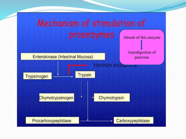 ANATOMY& PHYSIOLOGY OF PANCREAS.pptx by Dr Meena | PPTX | Endocrine and ...