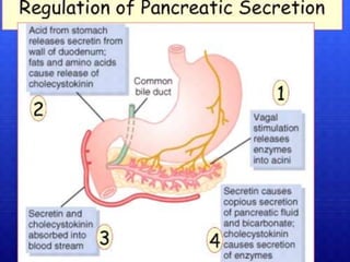 ANATOMY& PHYSIOLOGY OF PANCREAS.pptx by Dr Meena | PPTX | Endocrine and ...