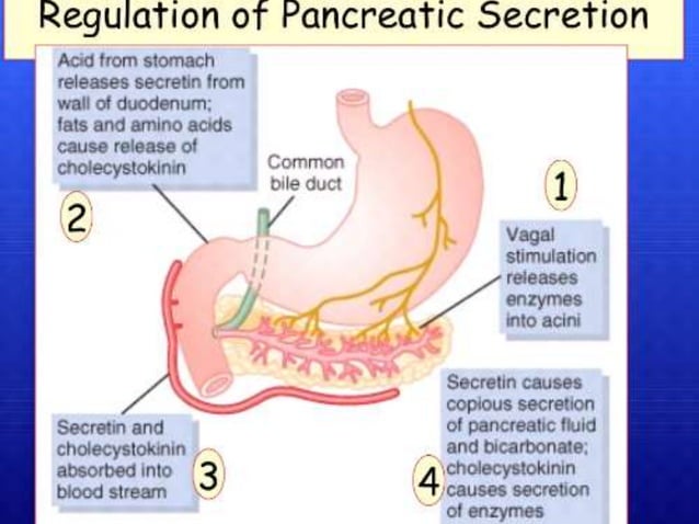 ANATOMY& PHYSIOLOGY OF PANCREAS.pptx by Dr Meena | PPTX | Endocrine and ...