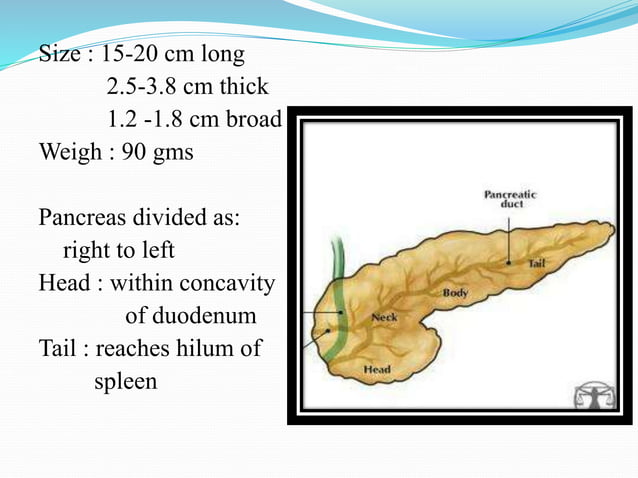 ANATOMY& PHYSIOLOGY OF PANCREAS.pptx by Dr Meena | PPTX | Endocrine and ...