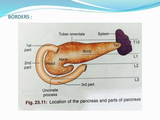 ANATOMY& PHYSIOLOGY OF PANCREAS.pptx by Dr Meena | PPTX | Endocrine and ...