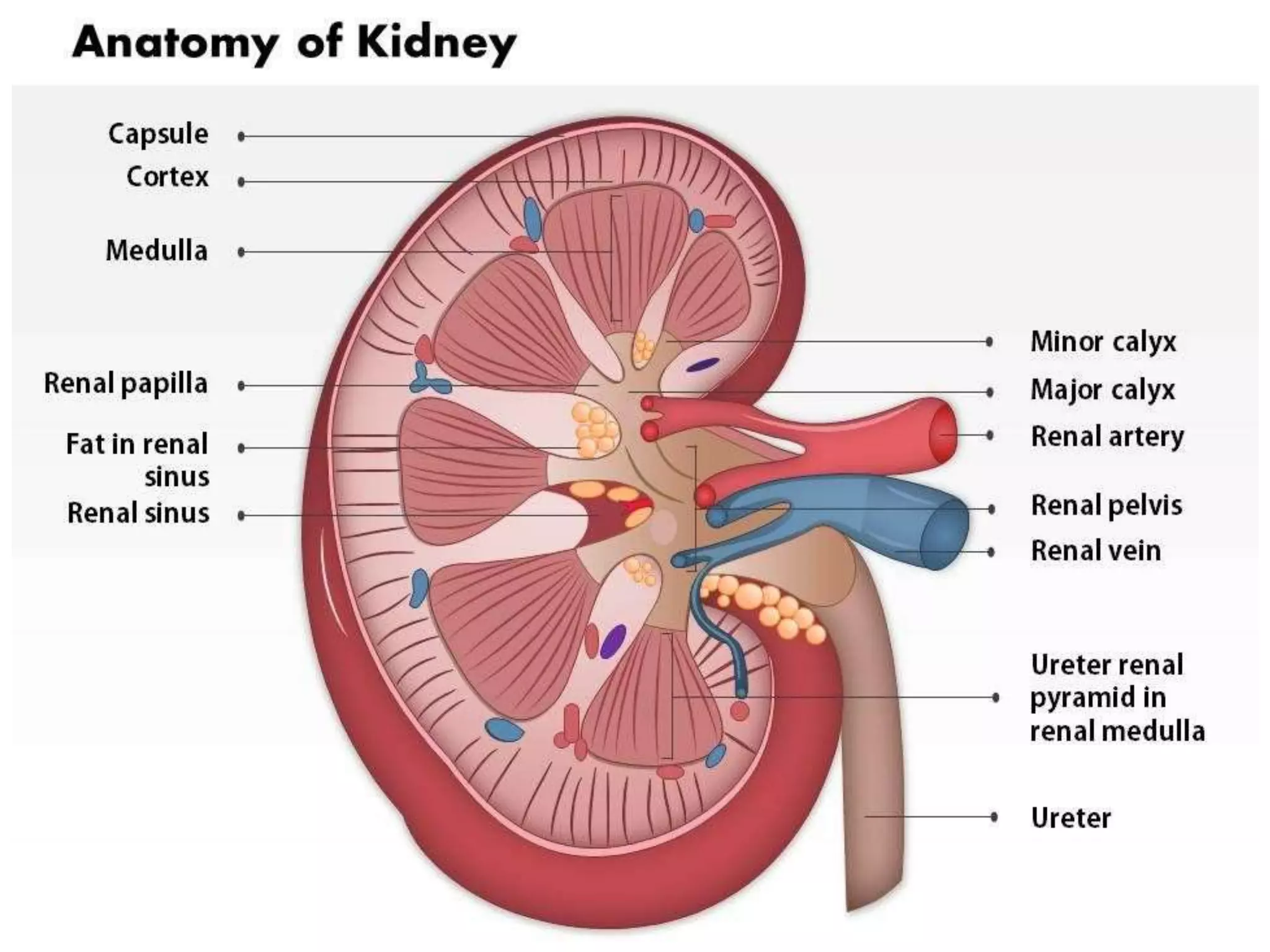 Anatomy & Physiology of Renal System.pptx | Biological Sciences | Science
