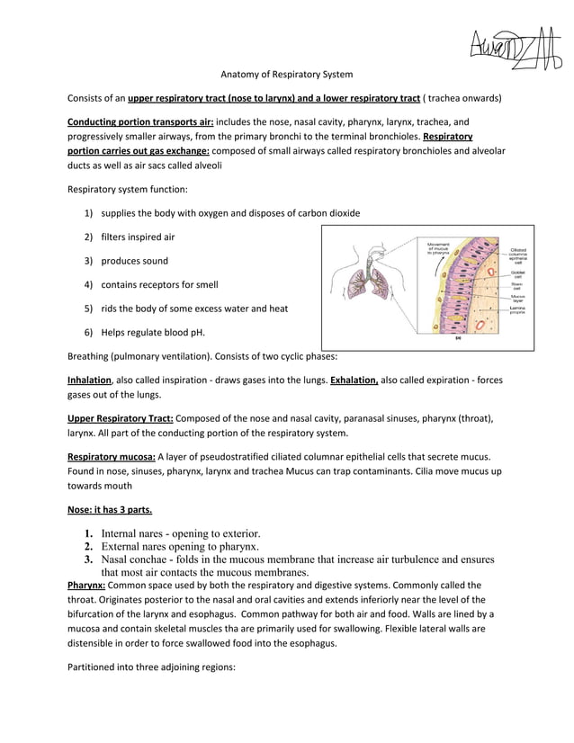 Anatomy & physiology of respiratory system | PDF