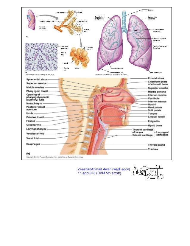 Respiratory System In 2020 Basic Anatomy And Physiology