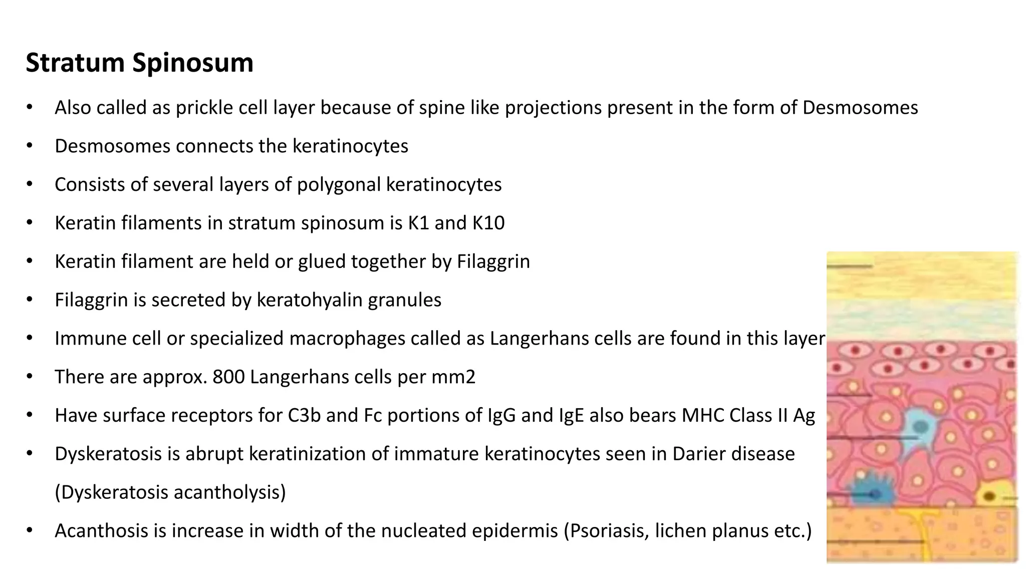 Anatomy & physiology of skin | PPTX