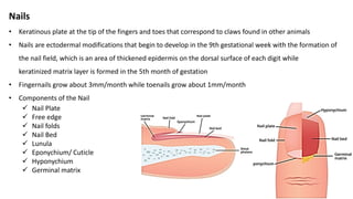 Anatomy & physiology of skin | PPTX