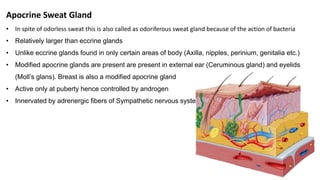 Anatomy & physiology of skin | PPTX