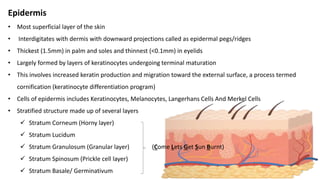 Anatomy & physiology of skin | PPTX