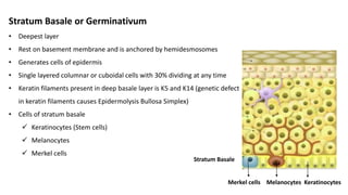 Anatomy & physiology of skin | PPTX