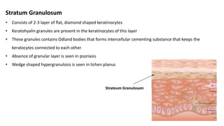 Anatomy & physiology of skin | PPTX