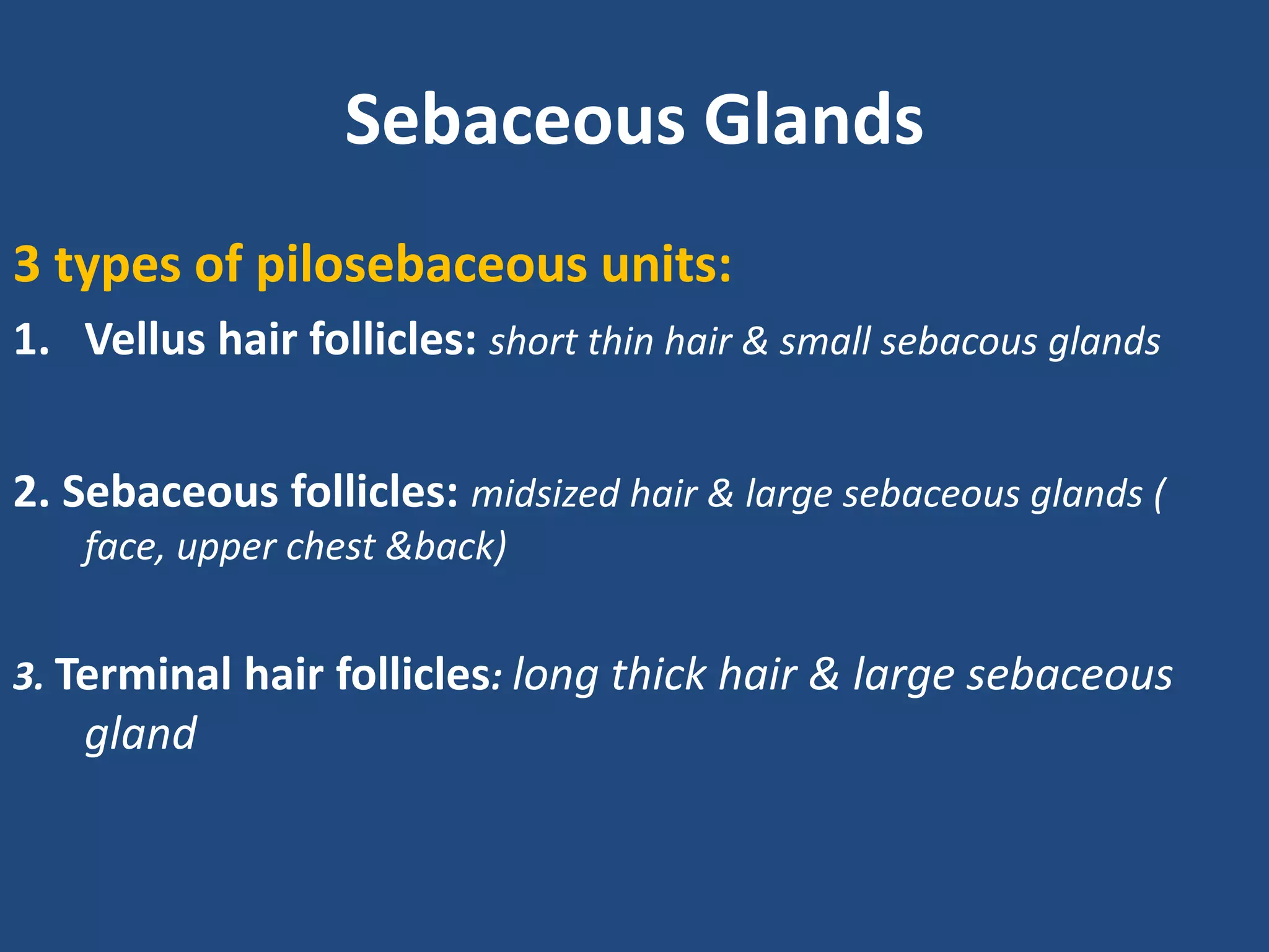 Anatomy & physiology of sweat glands, sebaceous | PPTX