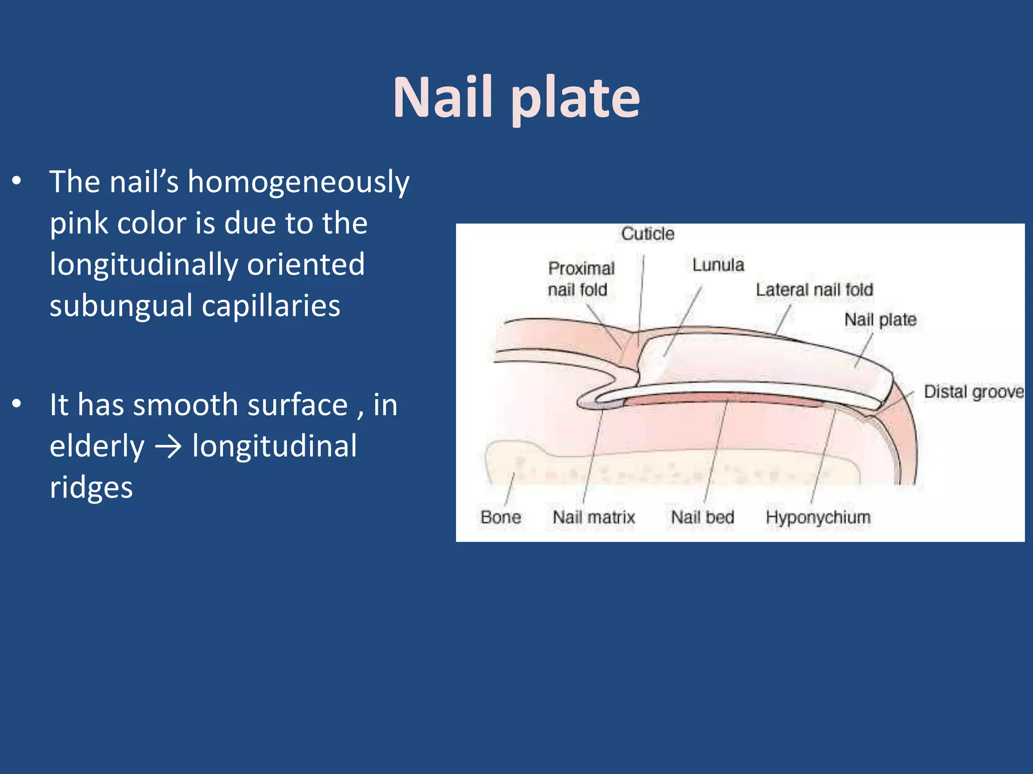 Anatomy & physiology of sweat glands, sebaceous | PPTX