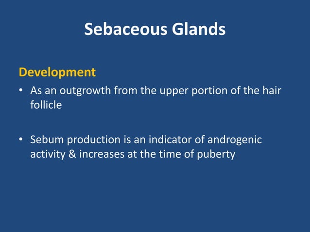 Anatomy & physiology of sweat glands, sebaceous | PPTX | Skin and ...