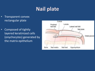 Anatomy & physiology of sweat glands, sebaceous | PPTX