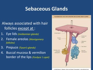 Sebaceous Gland Diagram