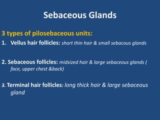 Sebaceous Glands