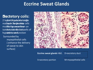 Sweat Glands Slide