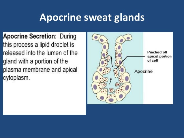 Apocrine Glands Function