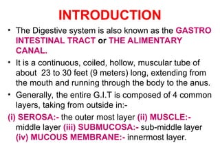 Comprehensive Anatomy & Physiology of the Human Digestive System | PPT