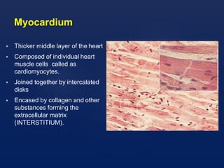 anatomy & physiology of the heart.pptx