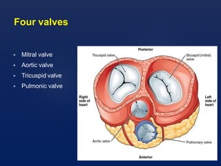 anatomy & physiology of the heart.pptx