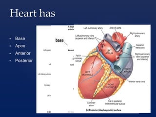anatomy & physiology of the heart.pptx