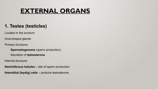 Anatomy & Physiology of the Male Reproductive System.pptx