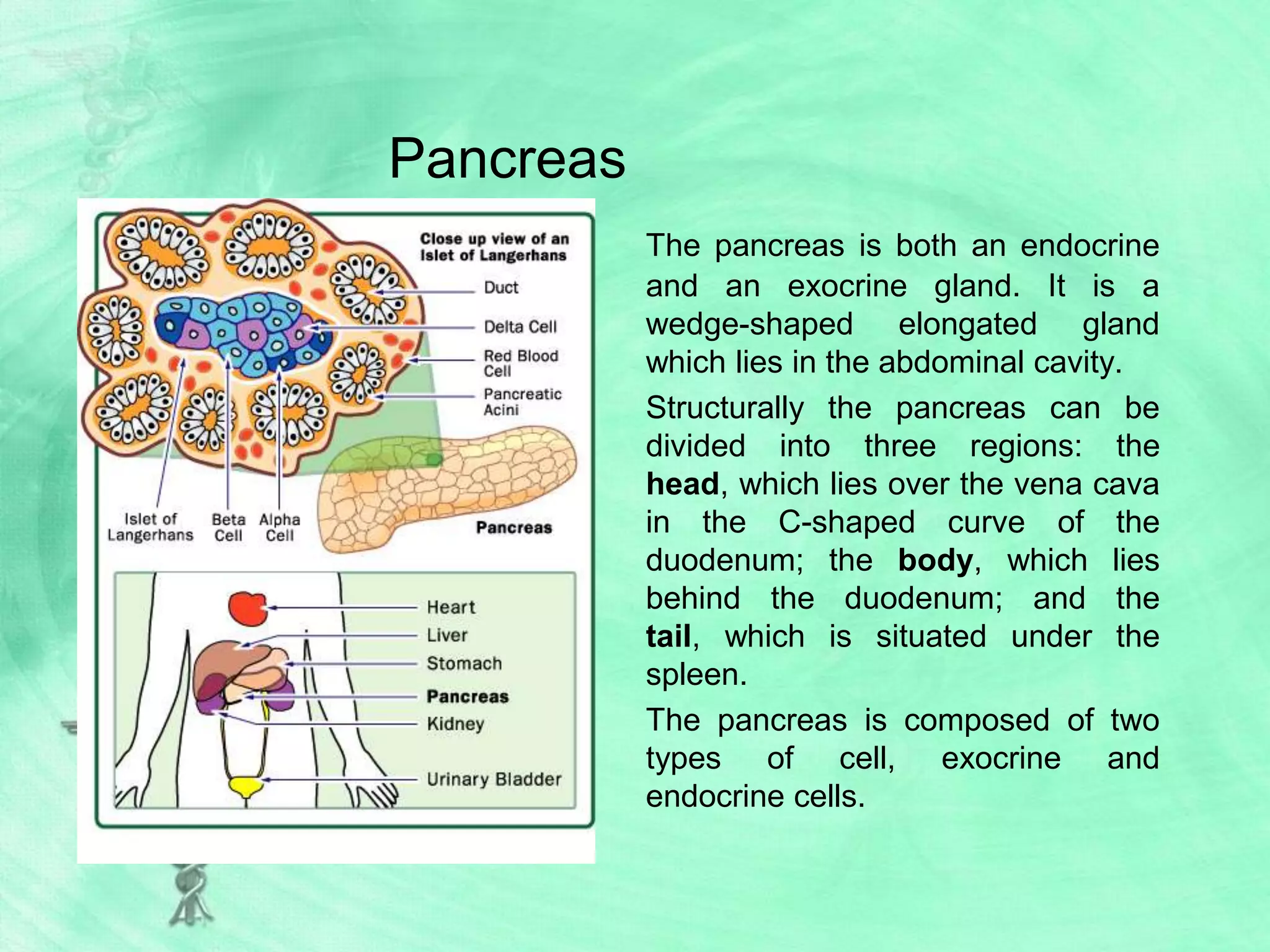 Anatomy & Physiology Of The Pancreas (Dm) | PPTX