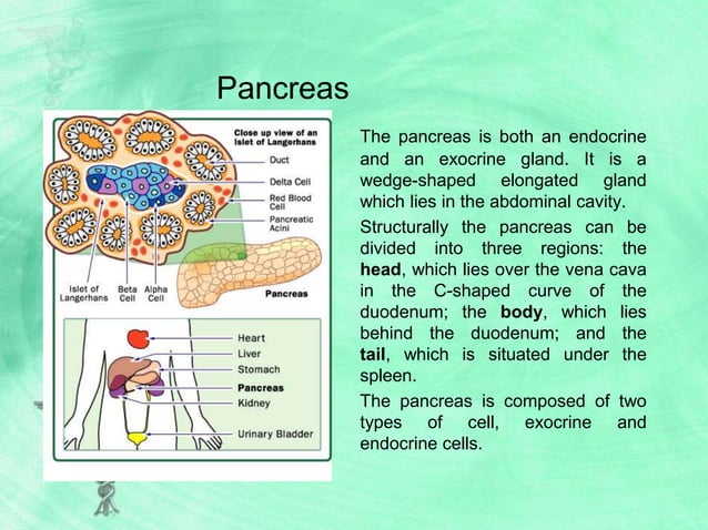 Anatomy & Physiology Of The Pancreas (Dm)