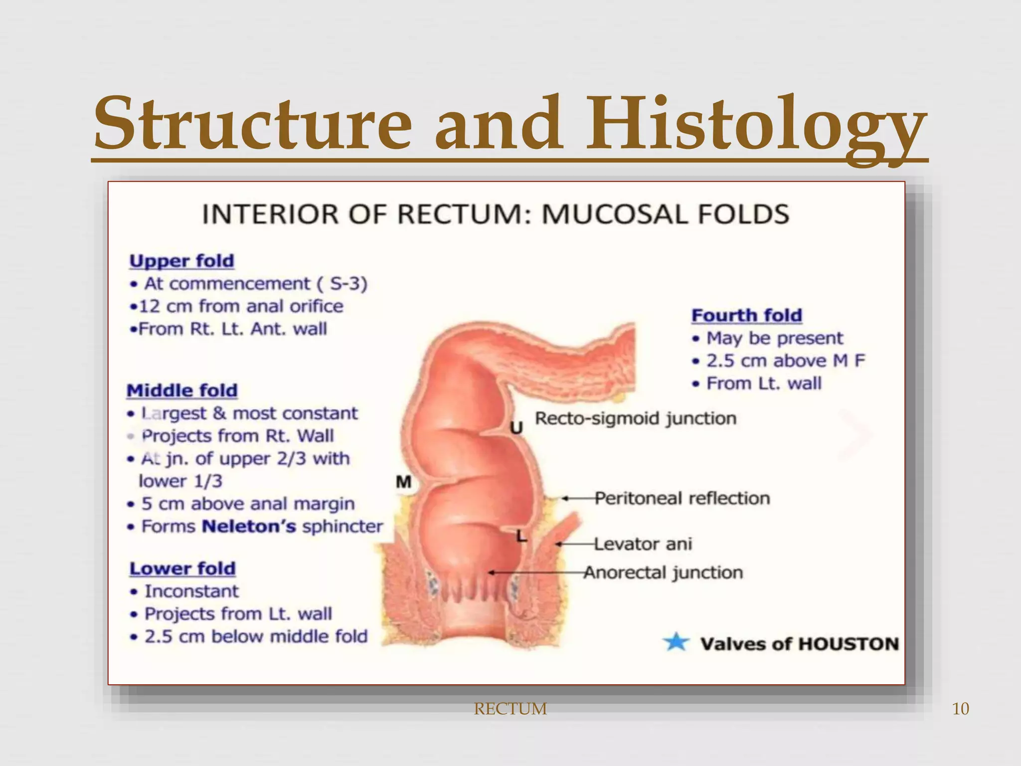Anatomy & Physiology of the Rectum.pptx