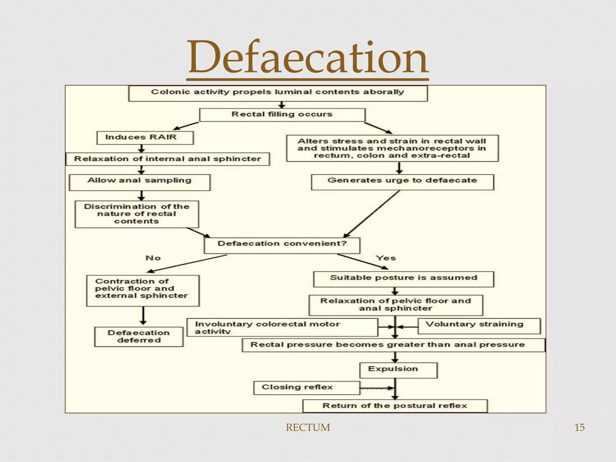 Anatomy & Physiology of the Rectum.pptx