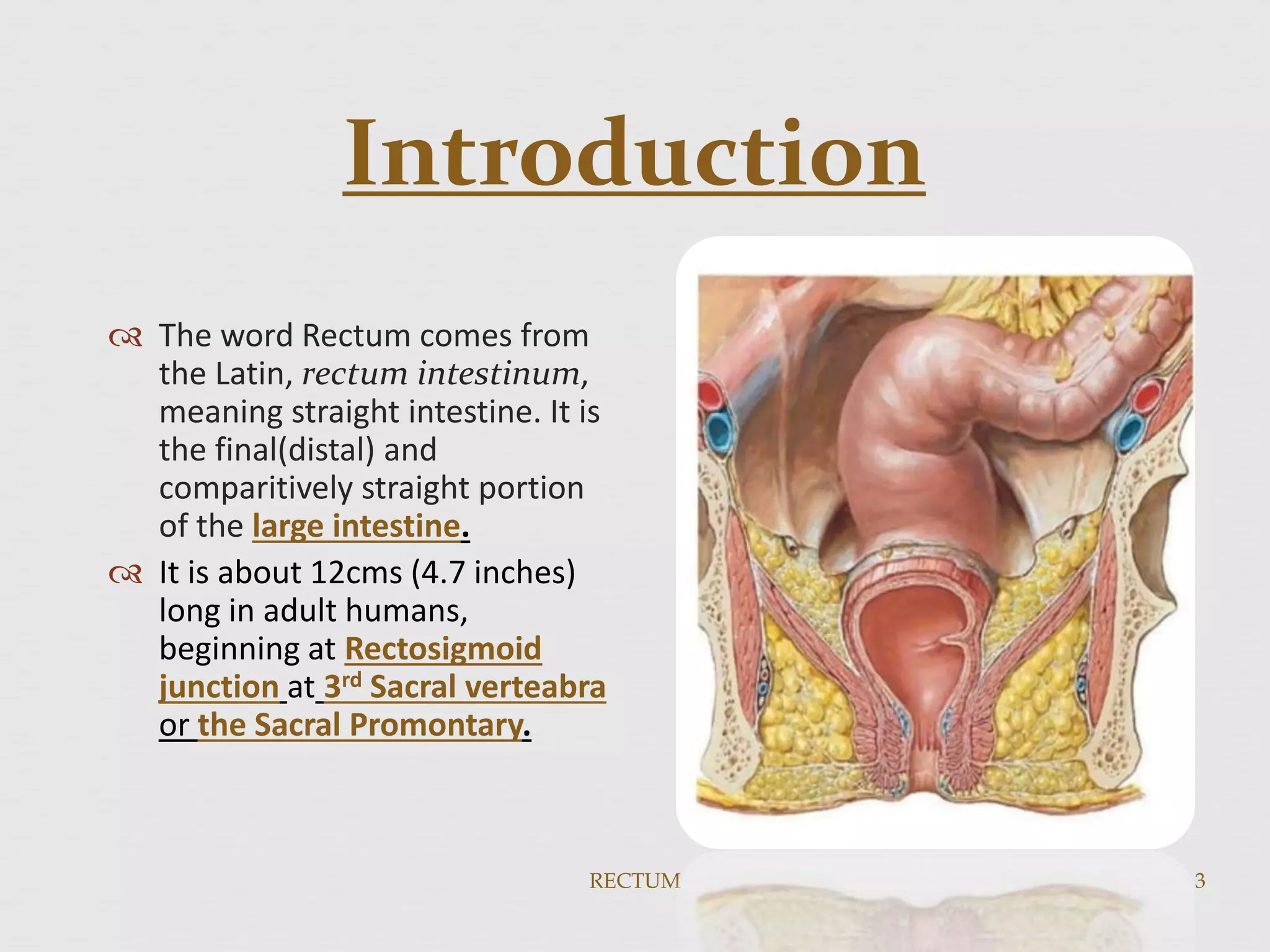Anatomy & Physiology of the Rectum.pptx