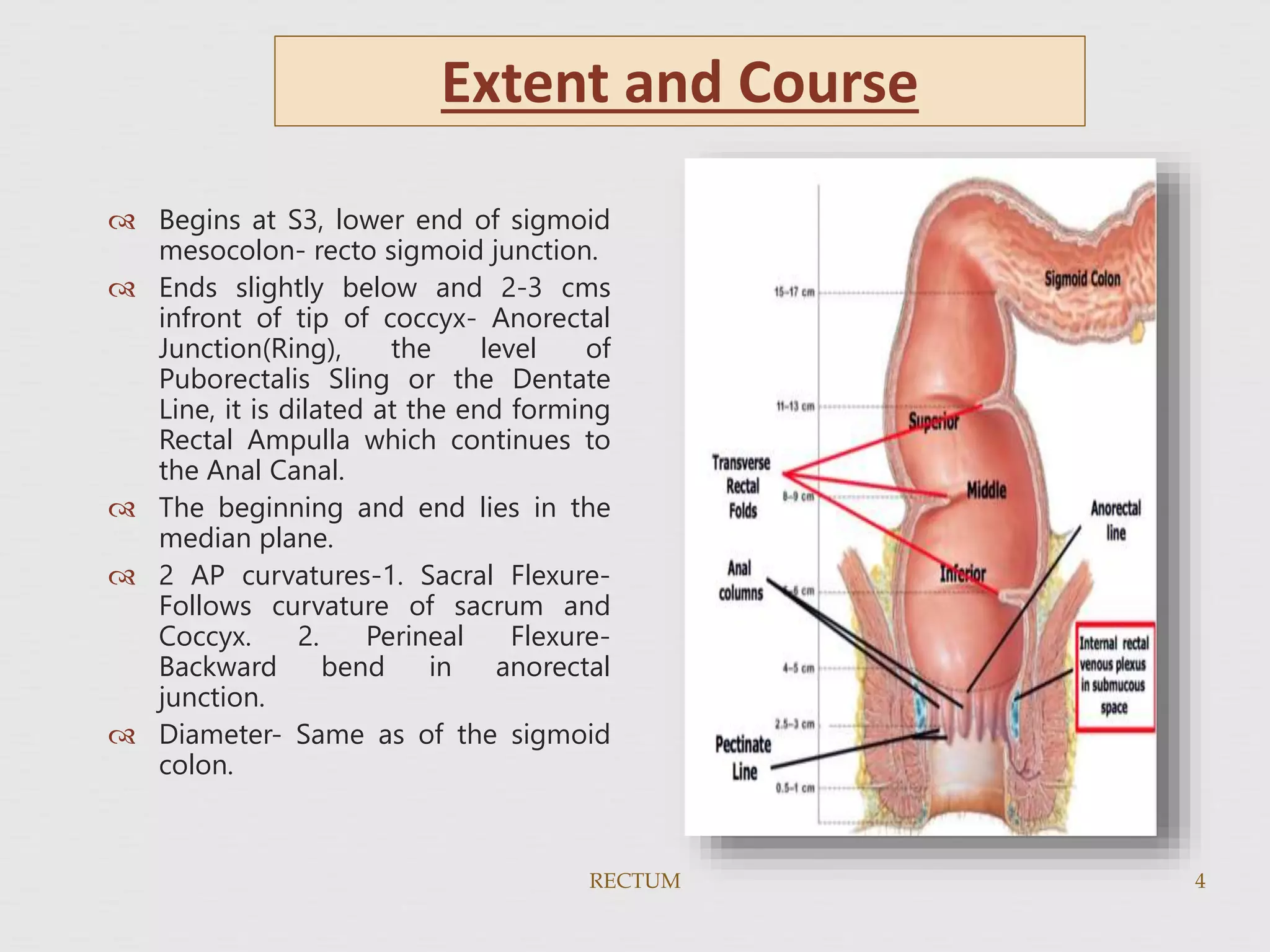 Anatomy & Physiology of the Rectum.pptx