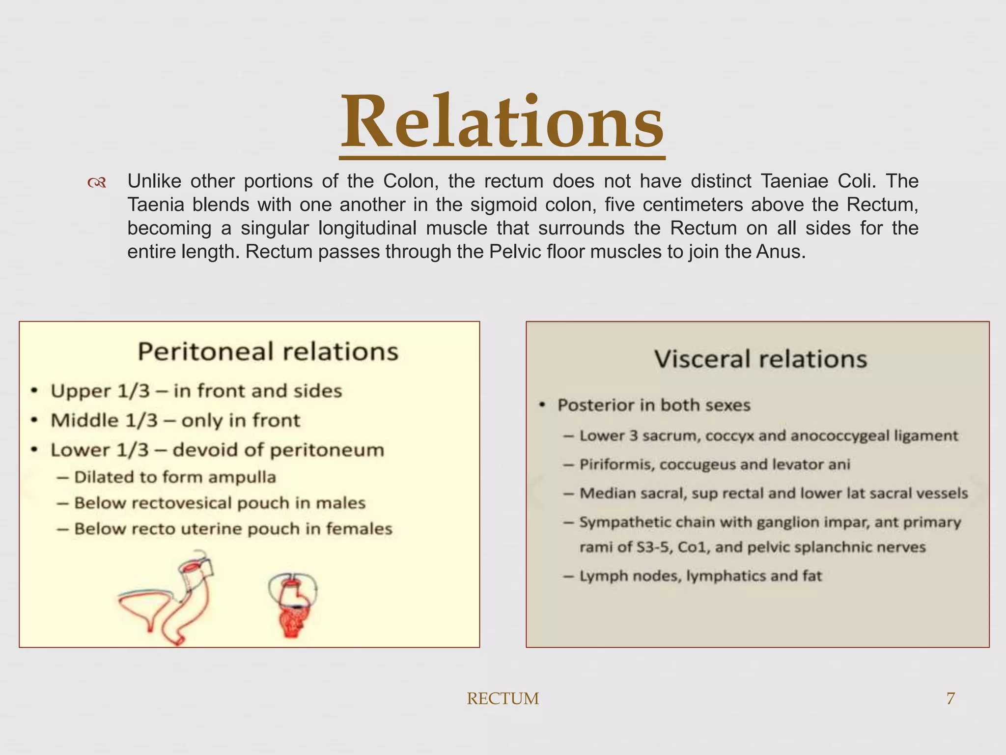 Anatomy & Physiology of the Rectum.pptx