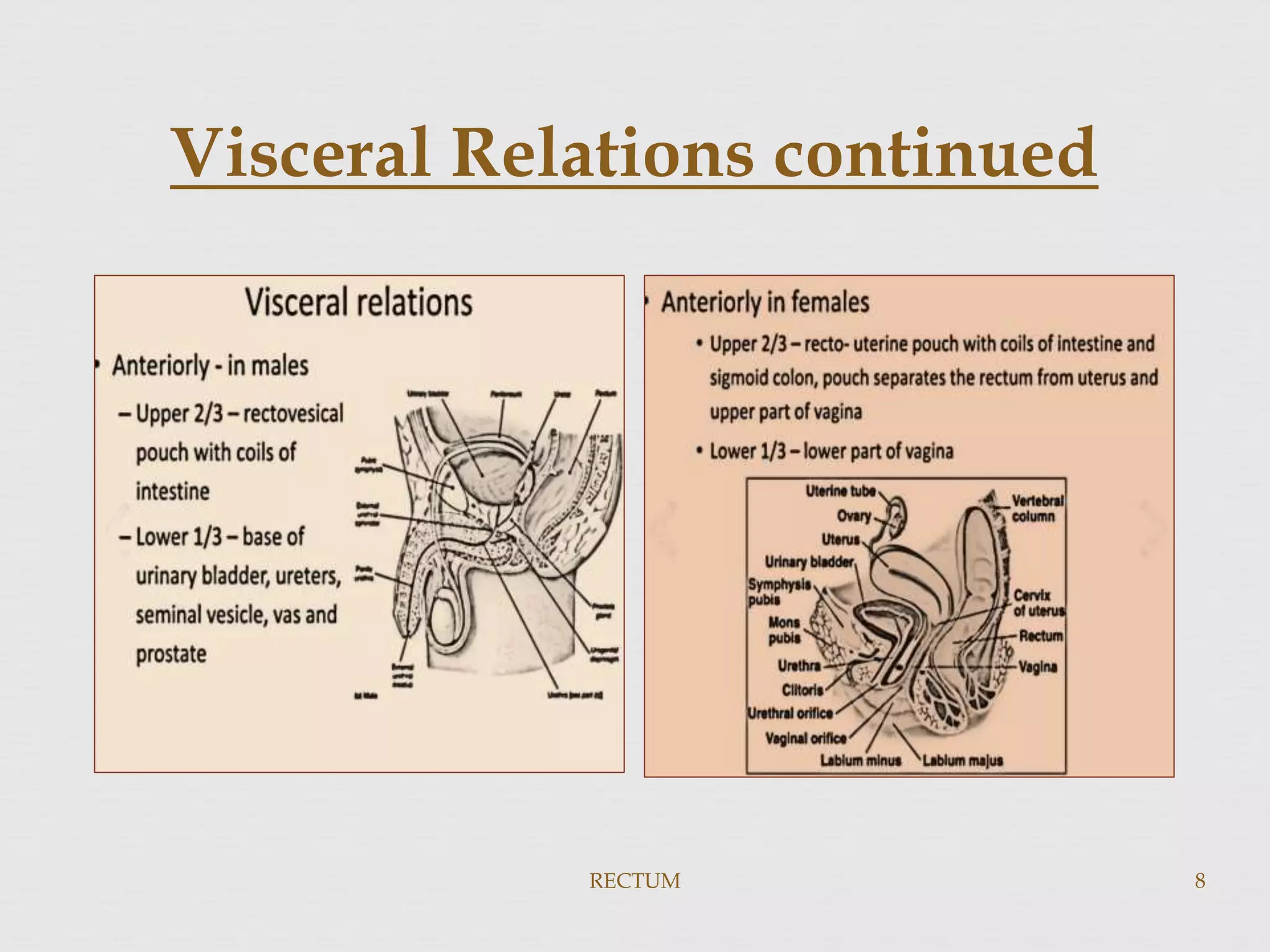 Anatomy & Physiology of the Rectum.pptx