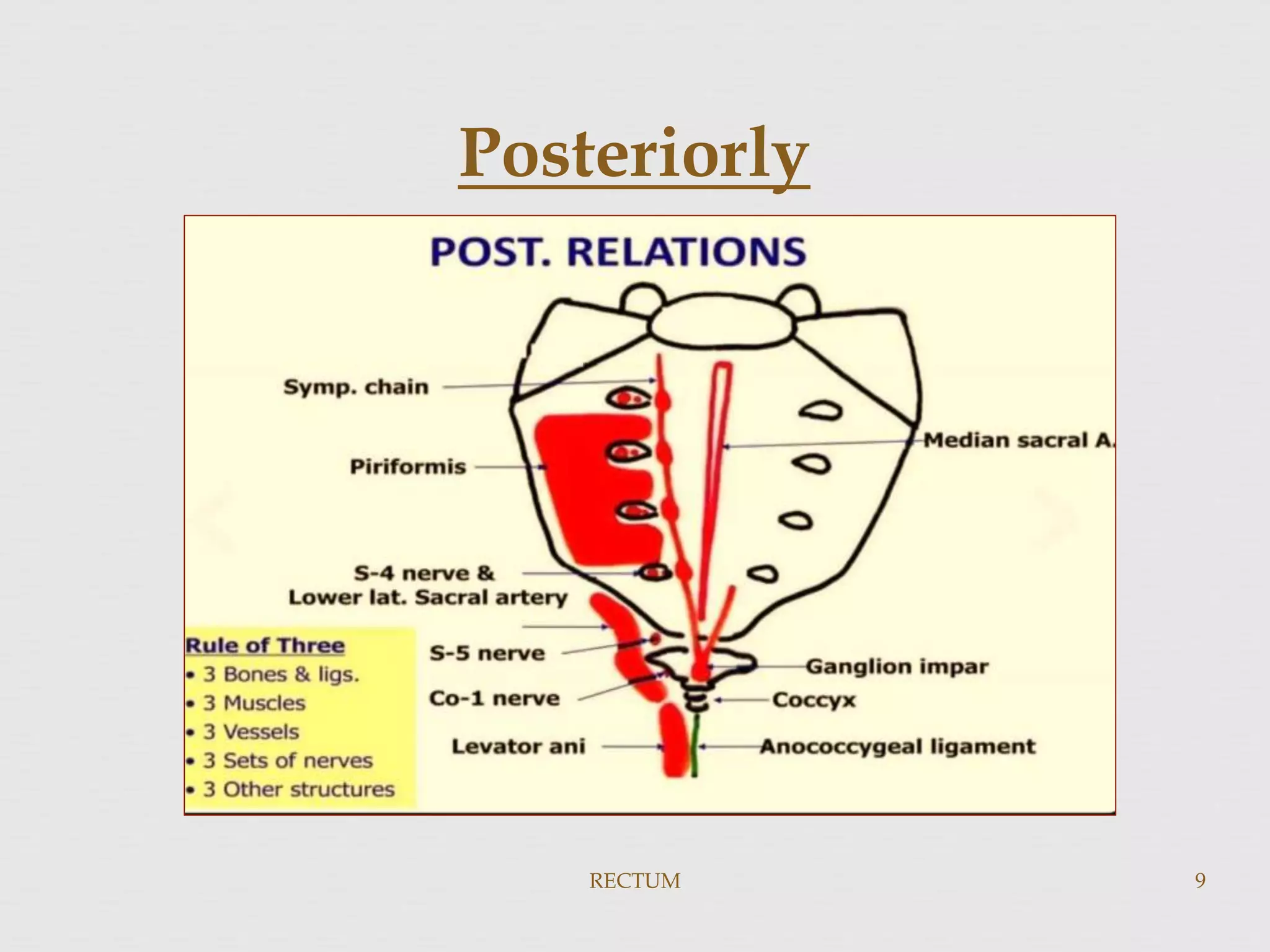 Anatomy & Physiology of the Rectum.pptx