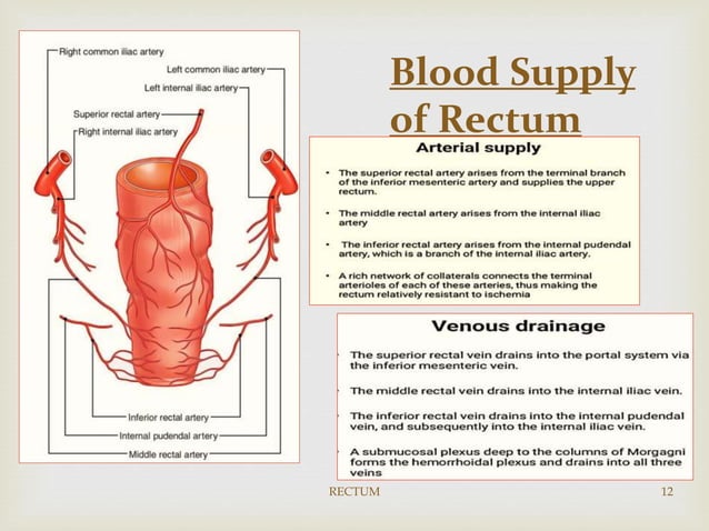 Anatomy & Physiology of the Rectum.pptx