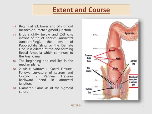 Anatomy & Physiology of the Rectum.pptx