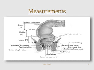 Anatomy & Physiology of the Rectum.pptx