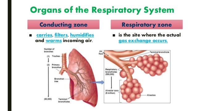 Anatomy & Physiology of The Respiratory System & its Diseases