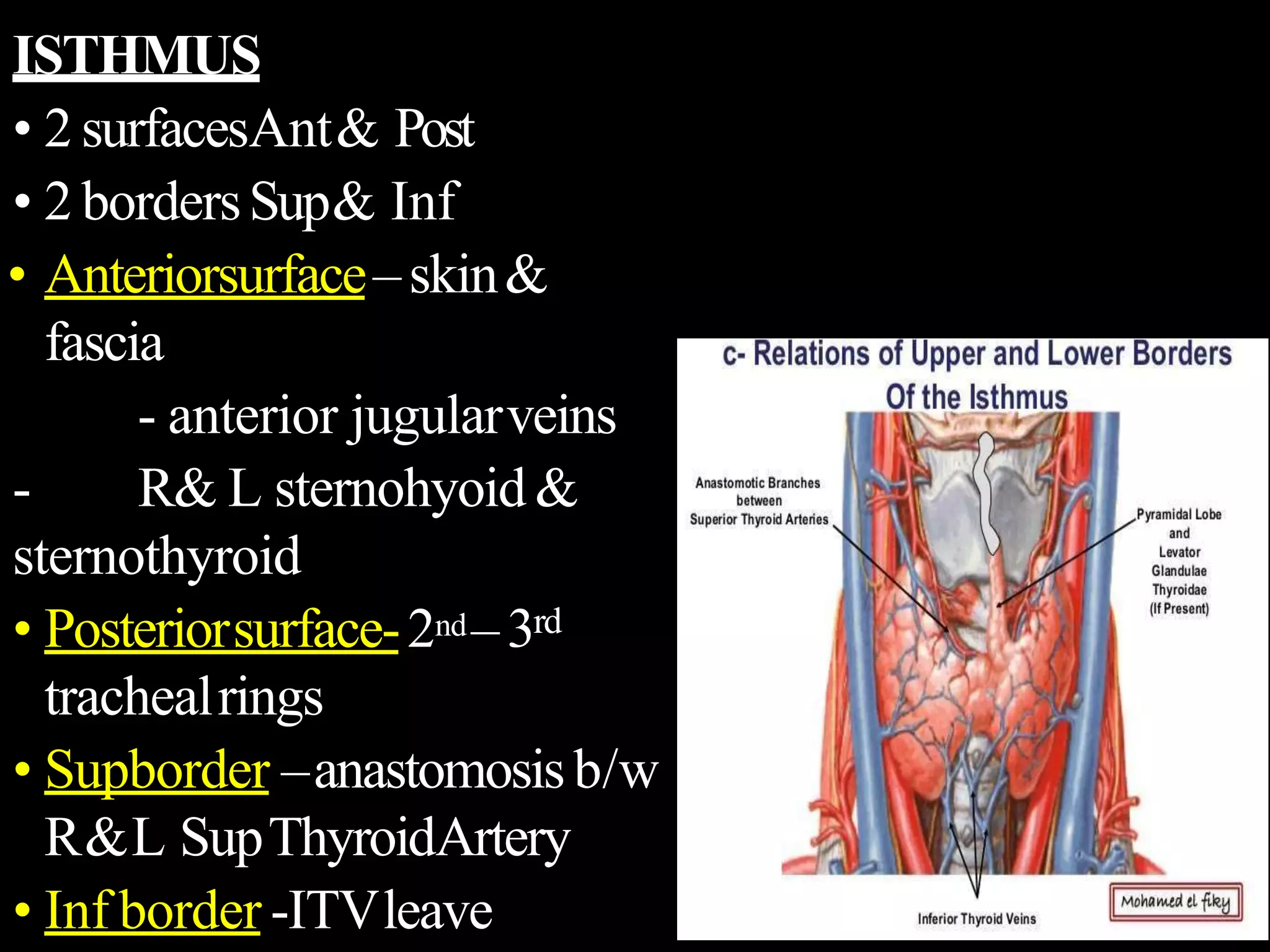 anatomyphysiologyofthyroidgland-190310153340.pptx