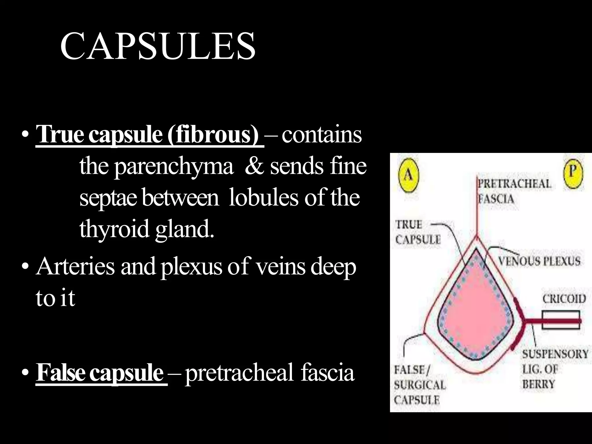 Anatomy & physiology of thyroid gland | PPTX